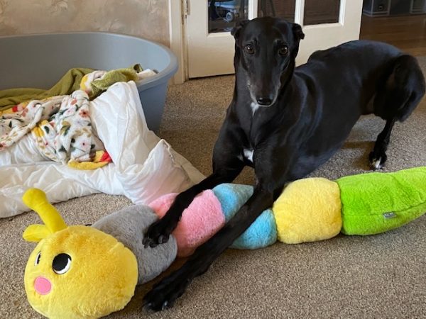 Greyhound Snuggle Caterpillar - Totally Greyhound