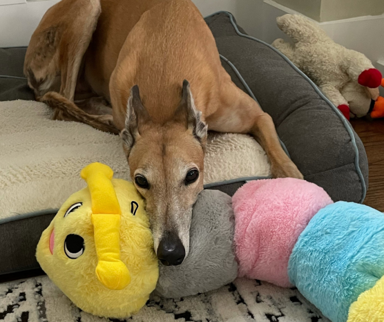 Greyhound Snuggle Caterpillar – Totally Greyhound