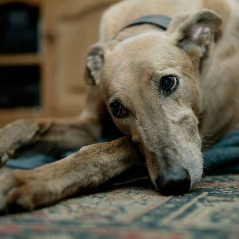 Totally Greyhound