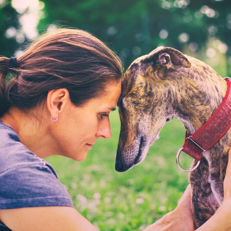 Totally Greyhound