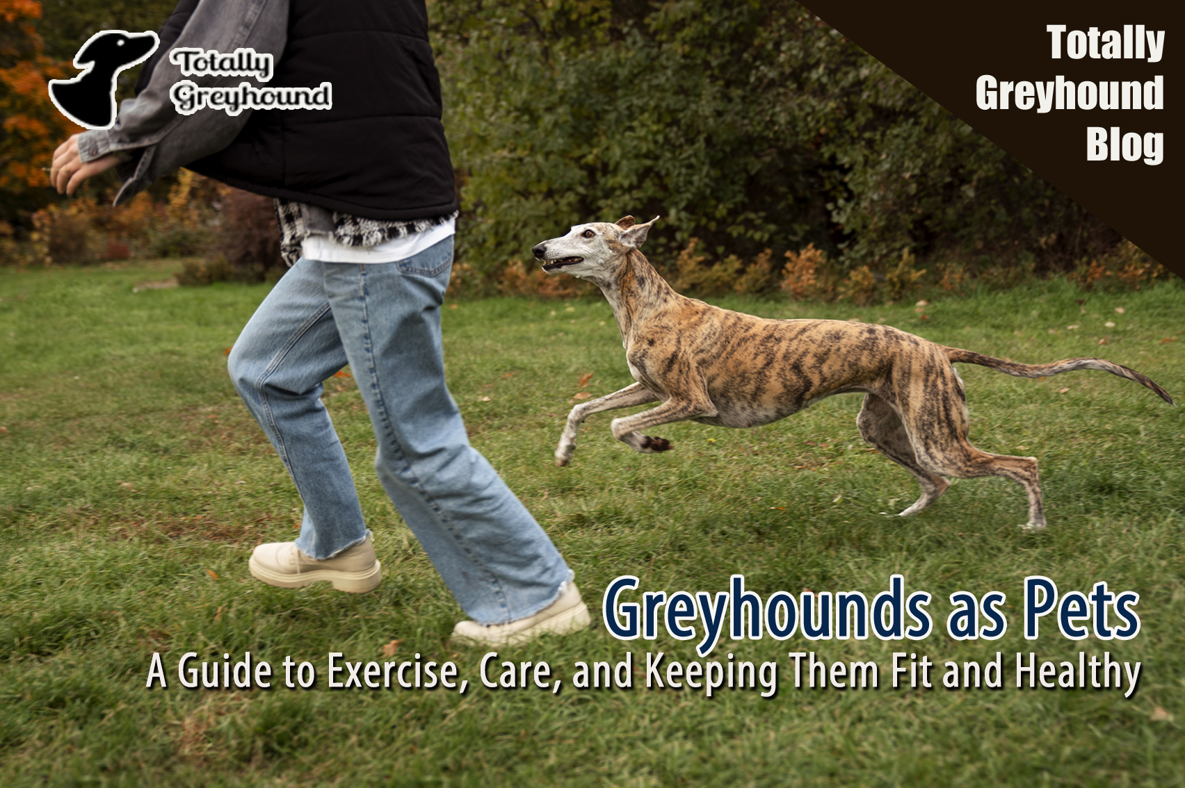 Greyhounds as Pets: A Guide to Exercise, Care, and Keeping Them Fit and ...